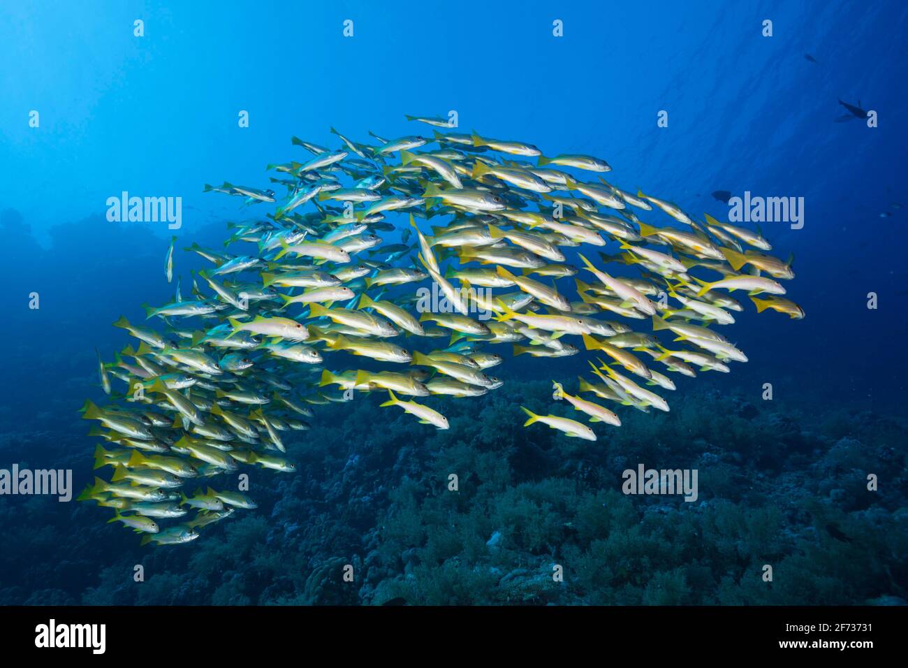 Shoal of yellowfin mullet (Mulloidichthys vanicolensis), St. Johns, Red ...