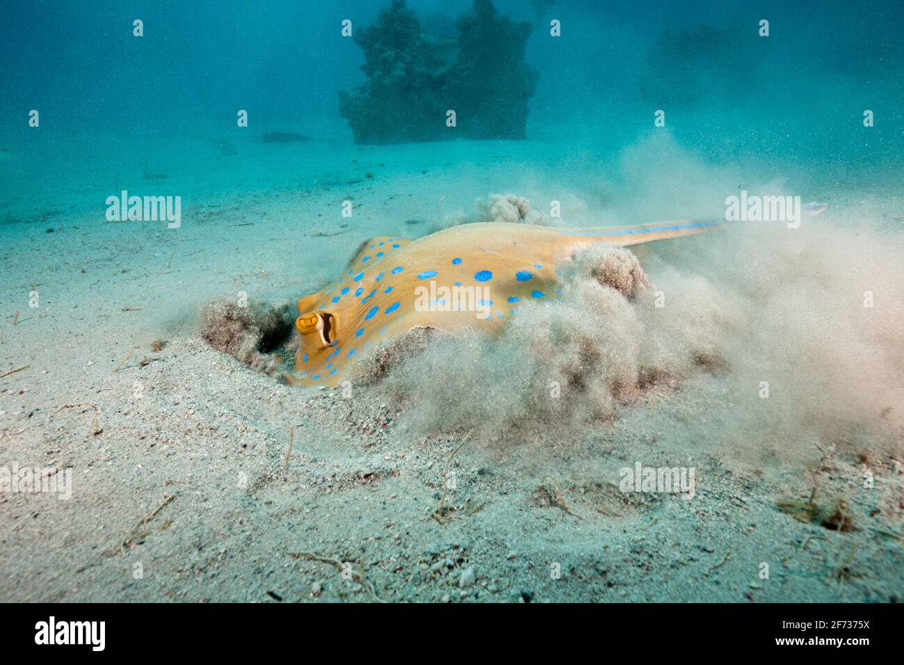 Bluespotted ribbontail ray (Taeniura lymma) digging for prey, Marsa ...