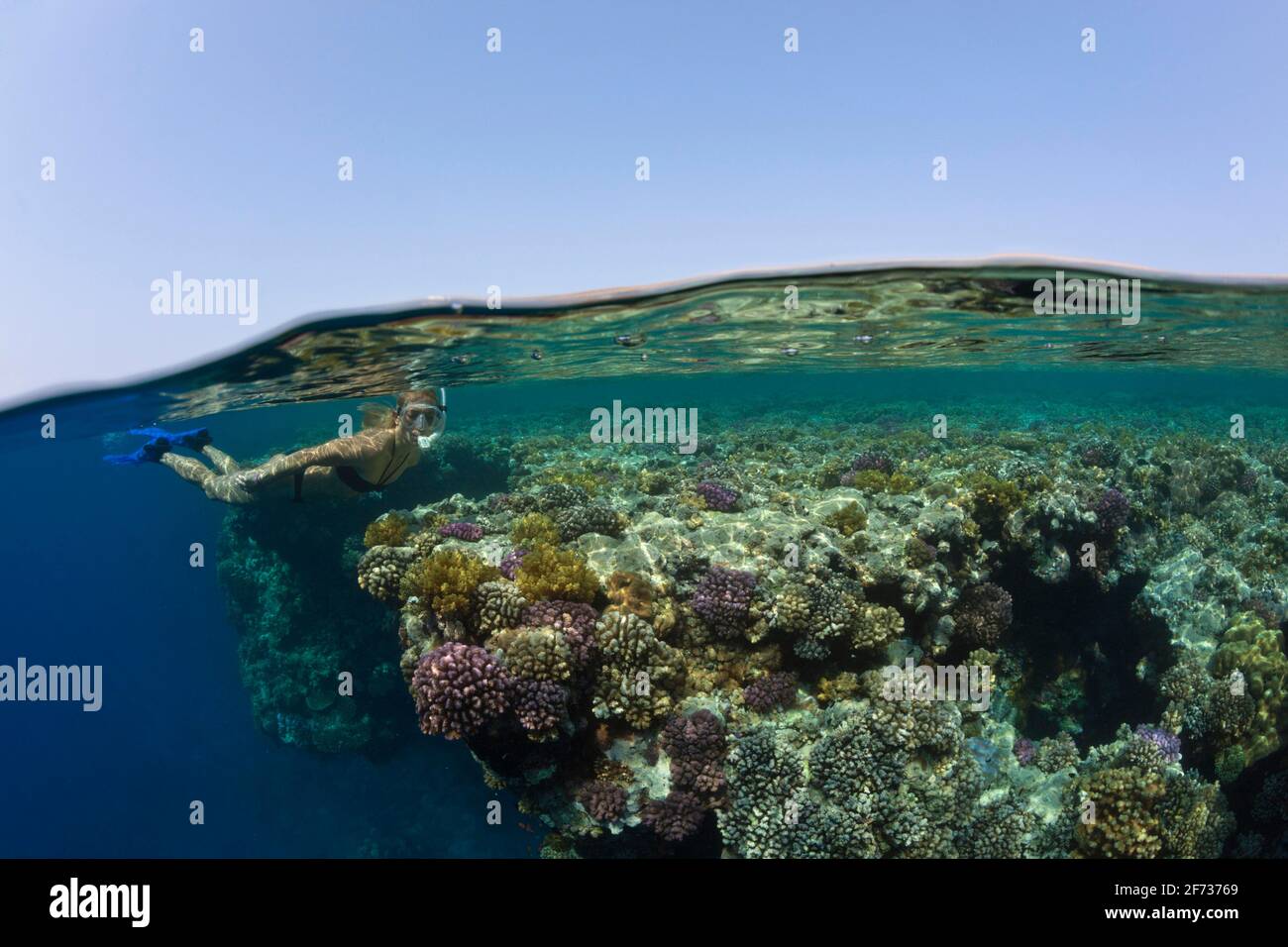 Snorkeling in the Red Sea, Zabargad, Red Sea, Egypt Stock Photo - Alamy