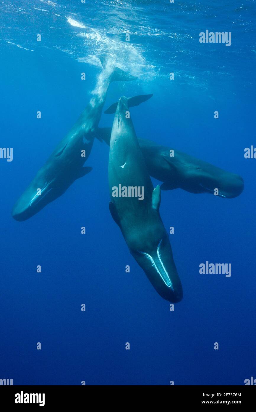 Socializing group of sperm whales (Physeter macrocephalus), Caribbean ...