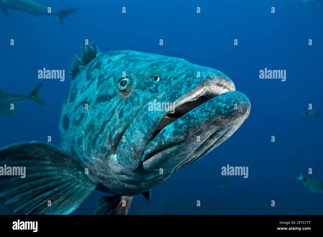 Potato Grouper (Epinephelus tukula), Aliwal Shoal, Indian Ocean, South ...