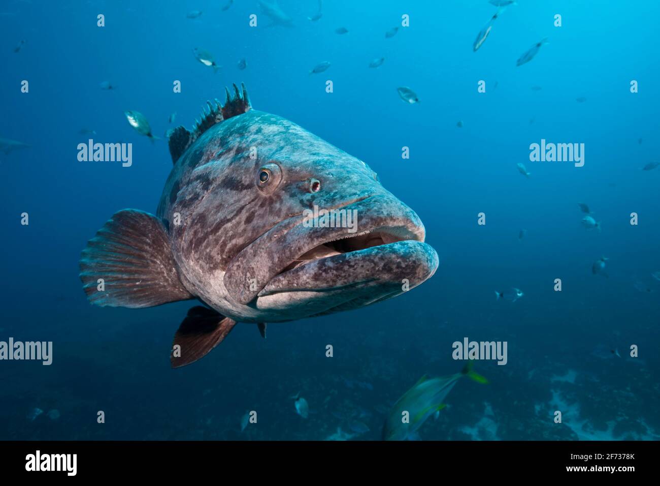 Potato Grouper (Epinephelus tukula), Aliwal Shoal, Indian Ocean, South ...