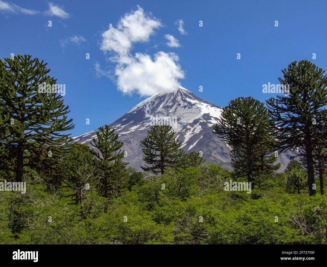 view of Lanin volcano with Araucaria trees, Lanin national park ...