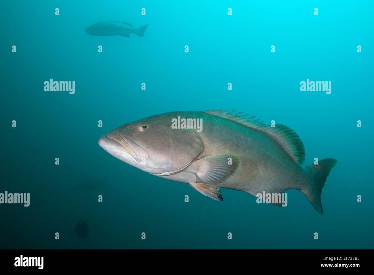 Pacific Goliath Grouper Goliath Grouper Safari Ltd® | Browse The