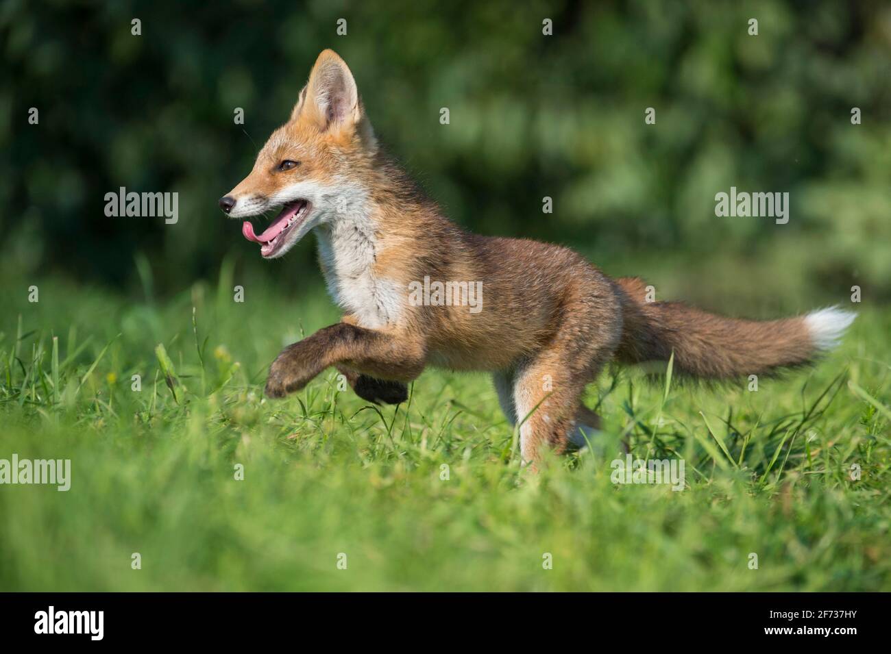 Red fox (Vulpes vulpes) , Young animal, Lower Saxony, Germany Stock ...