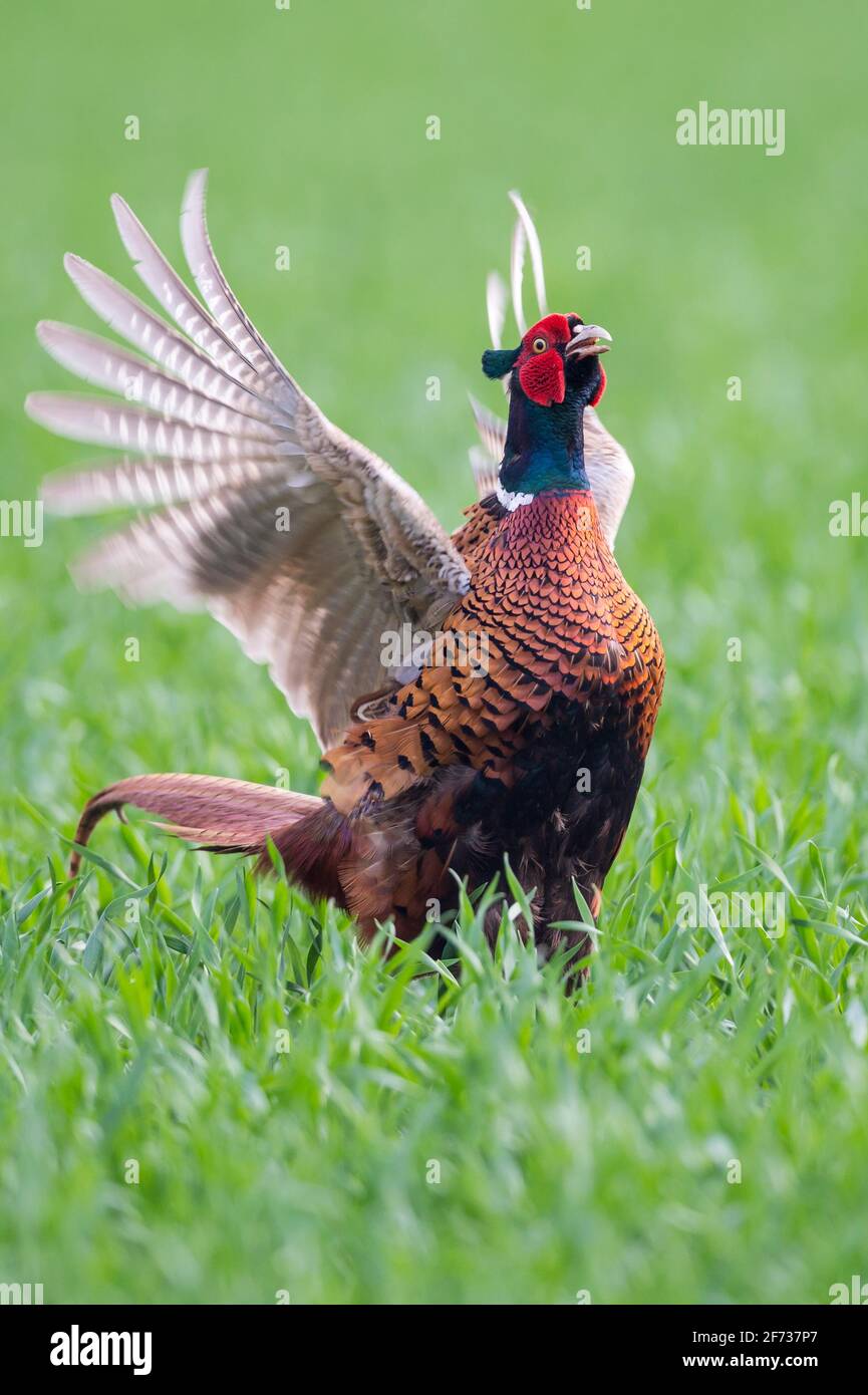 Male pheasant display hi-res stock photography and images - Alamy