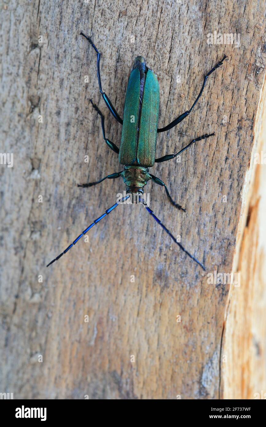 Musk beetle (Aromia moschata), wood, tree trunk, Goeggingen, Upper ...