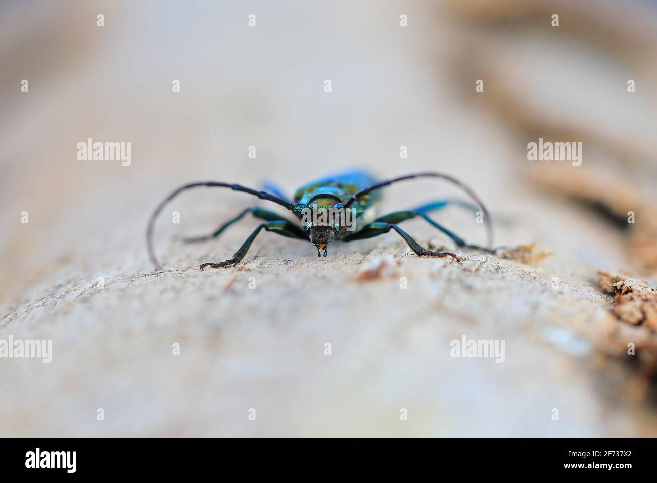 Natural park wood hi-res stock photography and images - Alamy