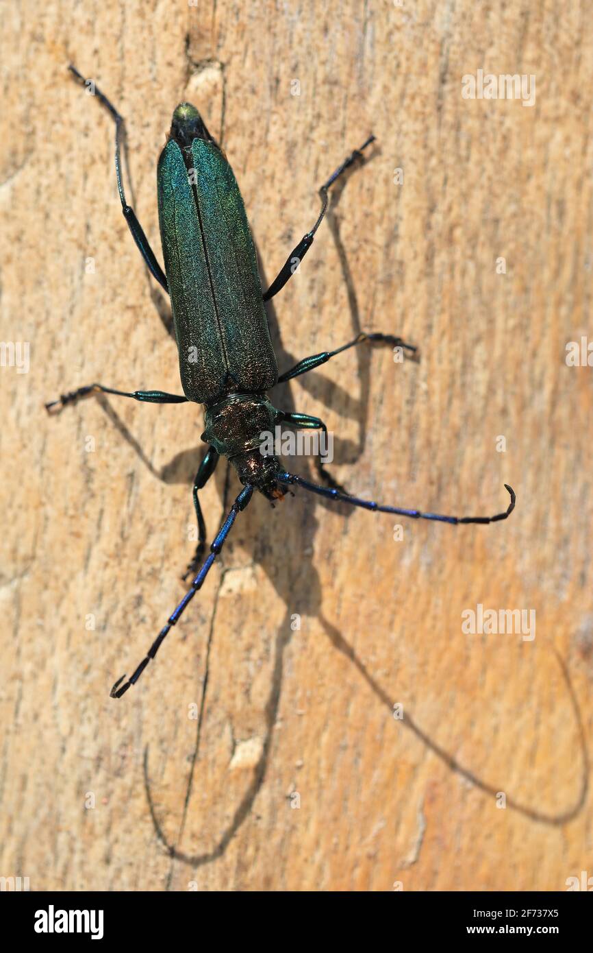 Musk beetle (Aromia moschata), wood, tree trunk, Goeggingen, Upper ...