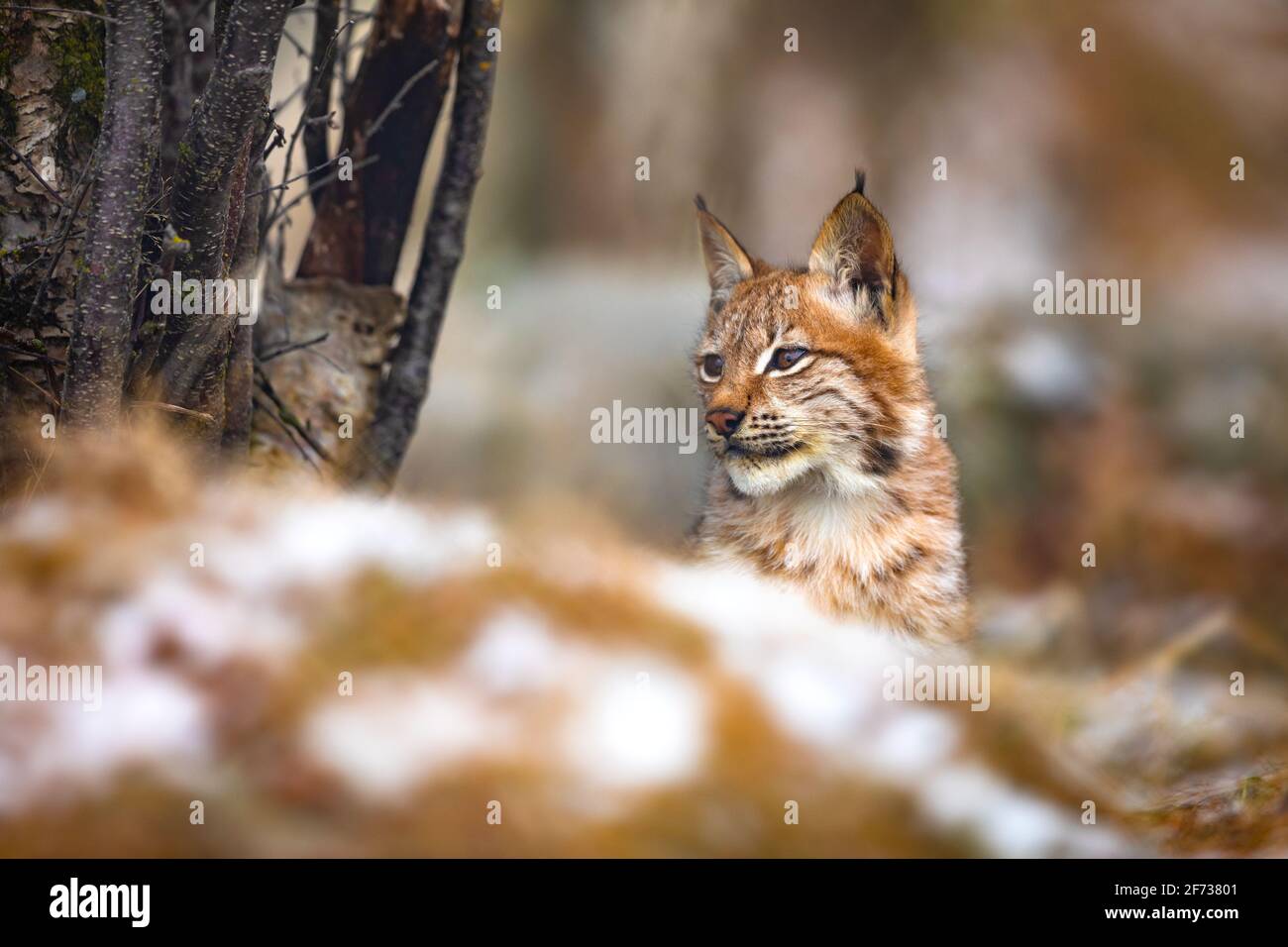 Young eurasian lynx hiding in the forest at winter Stock Photo - Alamy