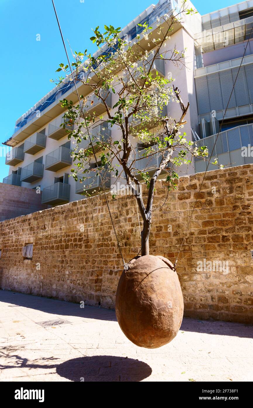 Tree roots pavement hi-res stock photography and images - Alamy