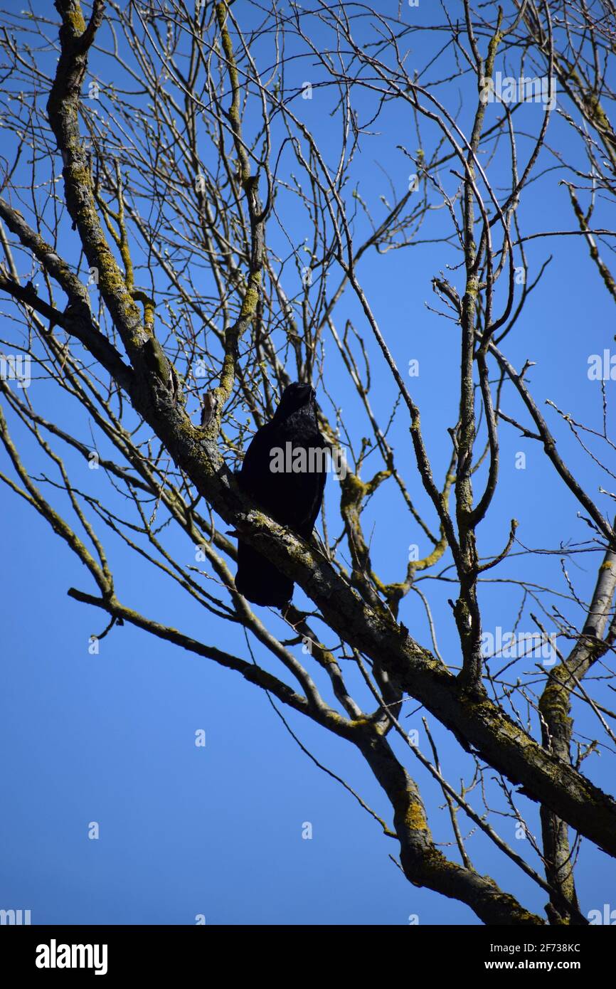 Raven in a tree Stock Photo - Alamy