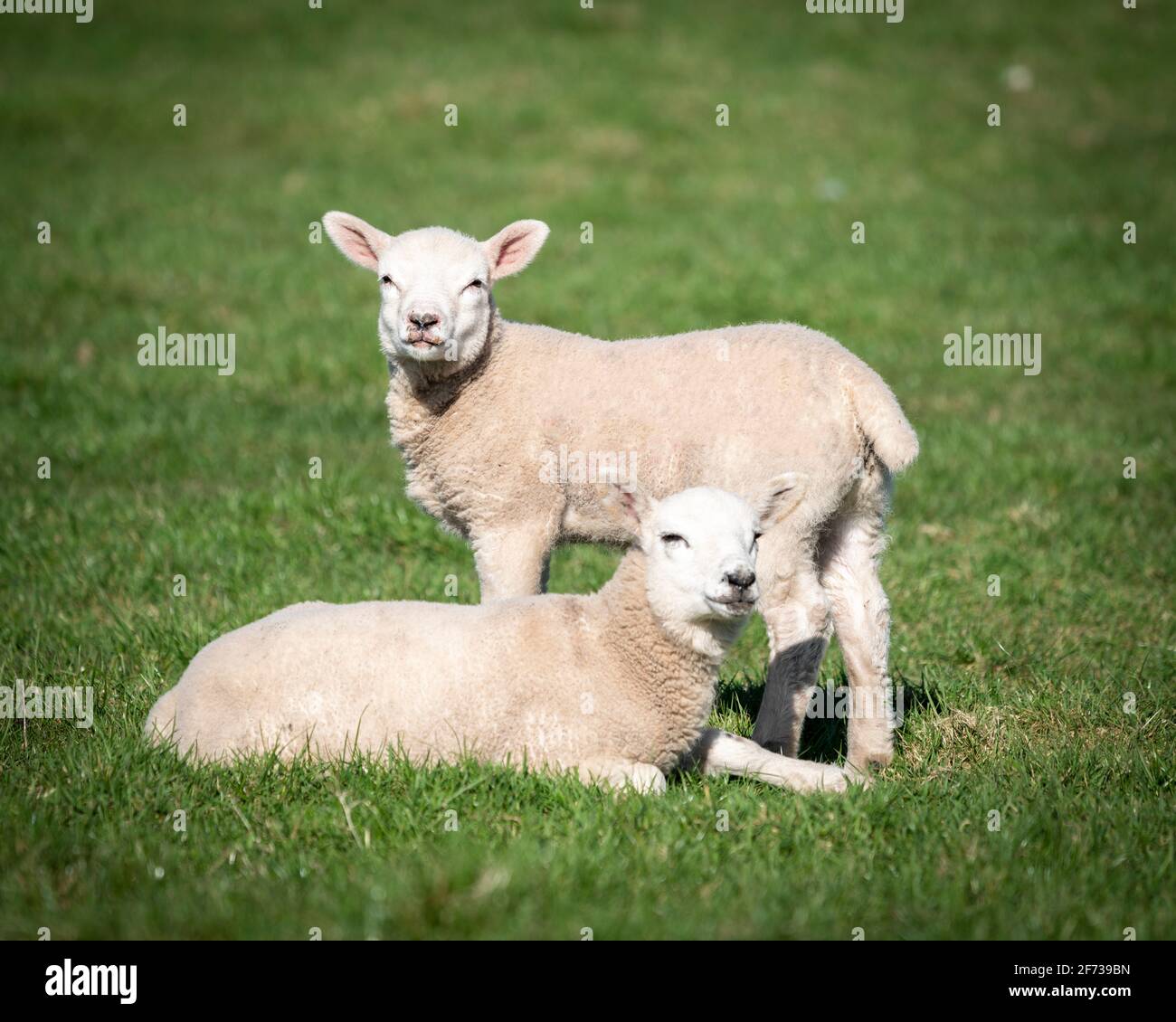 Spring lambs in the sun hi-res stock photography and images - Alamy