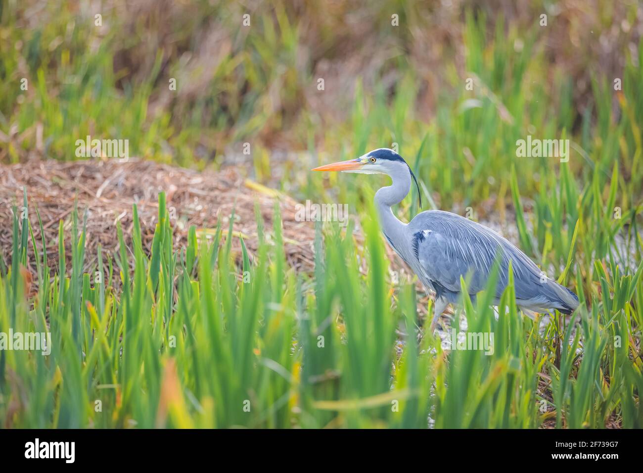 Wildlife portrait of a Grey Heron (Ardea cinerea) in tall grass at ...