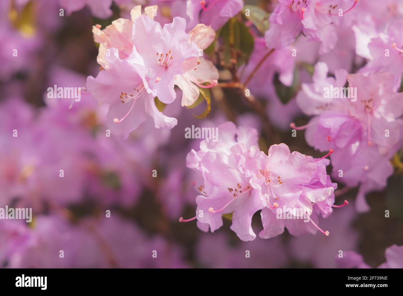 Rhododendron praecox grex hi-res stock photography and images - Alamy