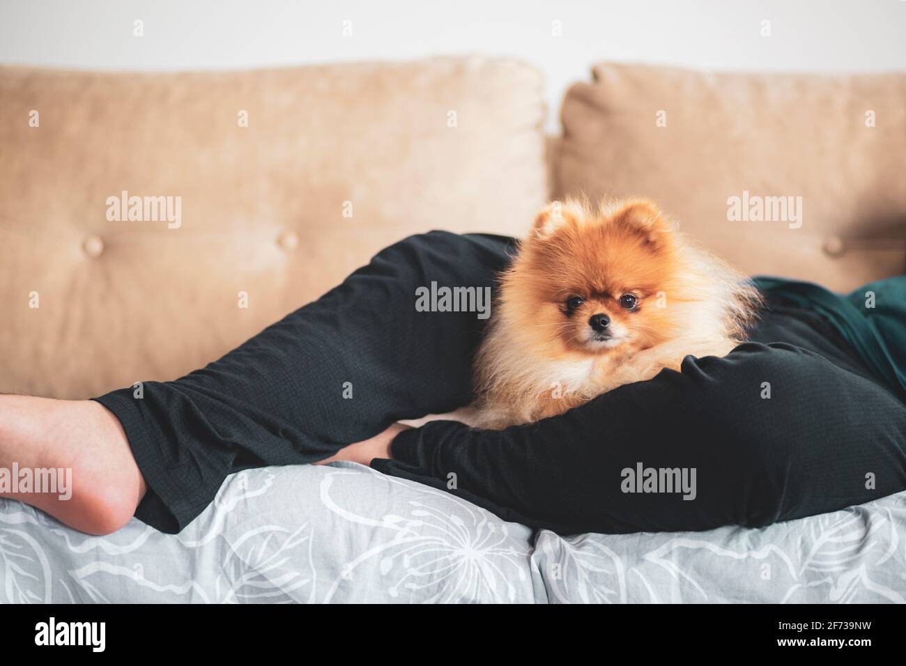 Pomeranian dog sitting on the legs of its human friend Stock Photo - Alamy