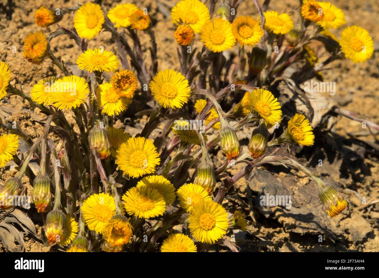 Common Coltsfoot field Tussilago farfara blooming on clay soils in ...