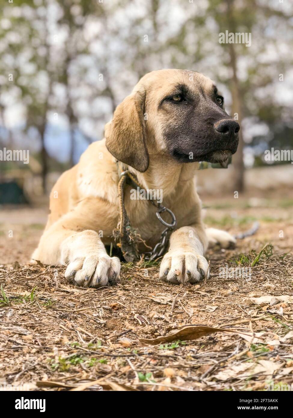 Kangal puppy hi-res stock photography and images - Alamy
