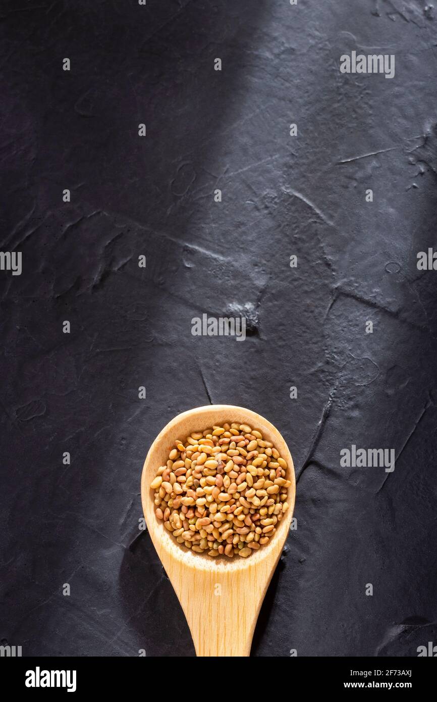Organic Alfalfa Seeds - Medicago sativa Stock Photo - Alamy