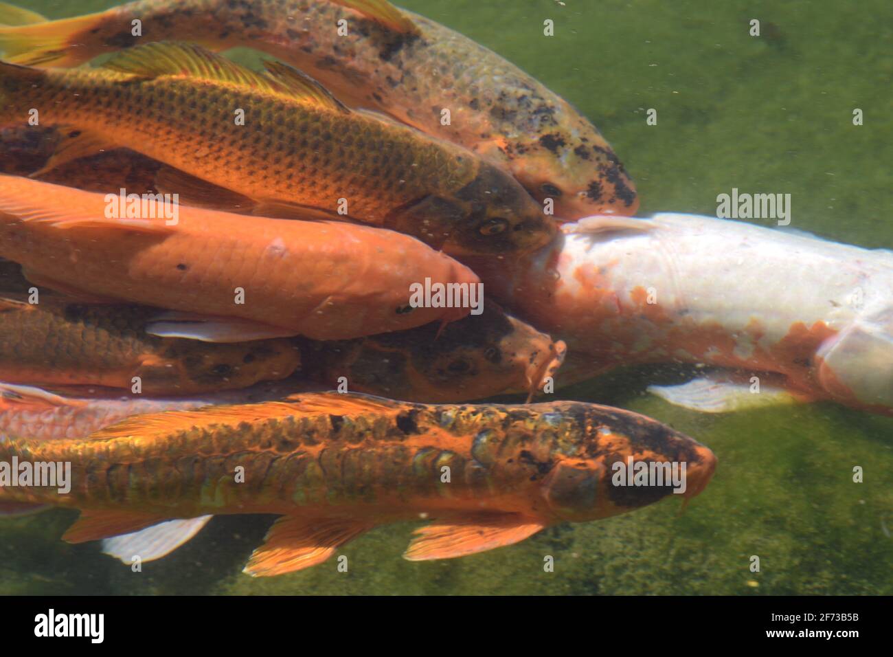 K oi hi-res stock photography and images - Alamy