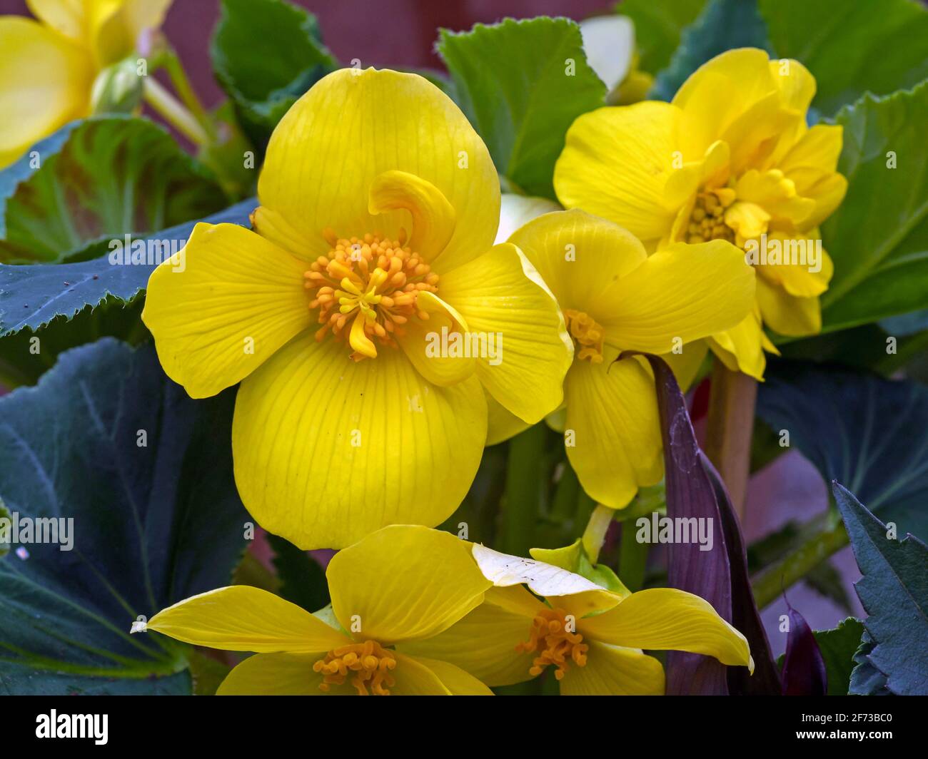 Bright yellow marsh marigold flowers, Caltha palustris Stock Photo - Alamy