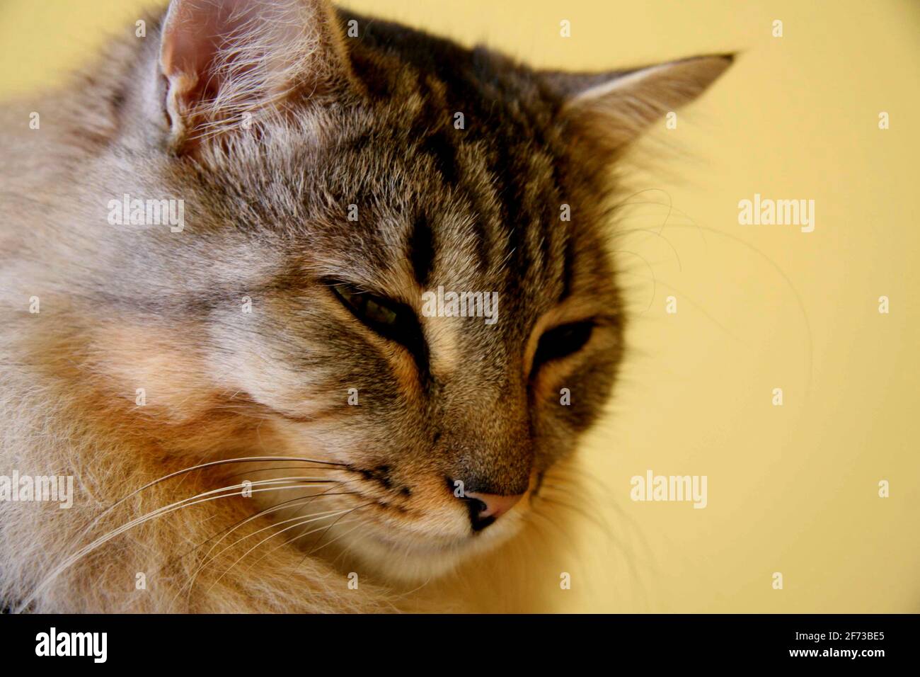 salvador, bahia / brazil - november 2, 2013: cat, pet is seen in ...