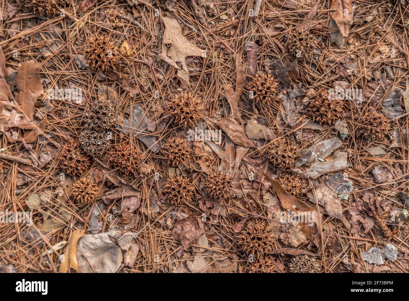 Empty seed pod hi-res stock photography and images - Alamy