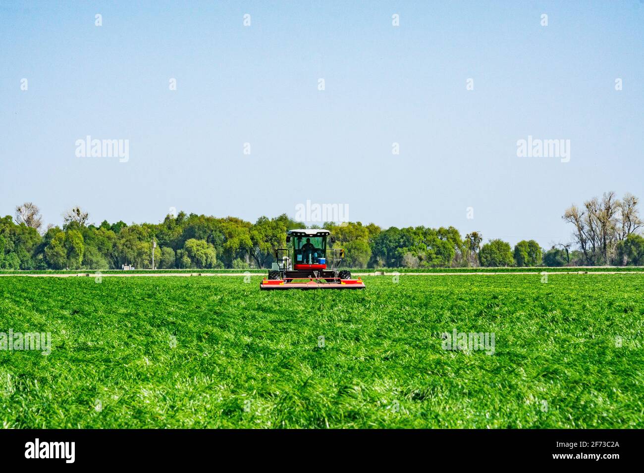 A Swather Windrower mowing hay in the Central Valley Stanislaus County ...