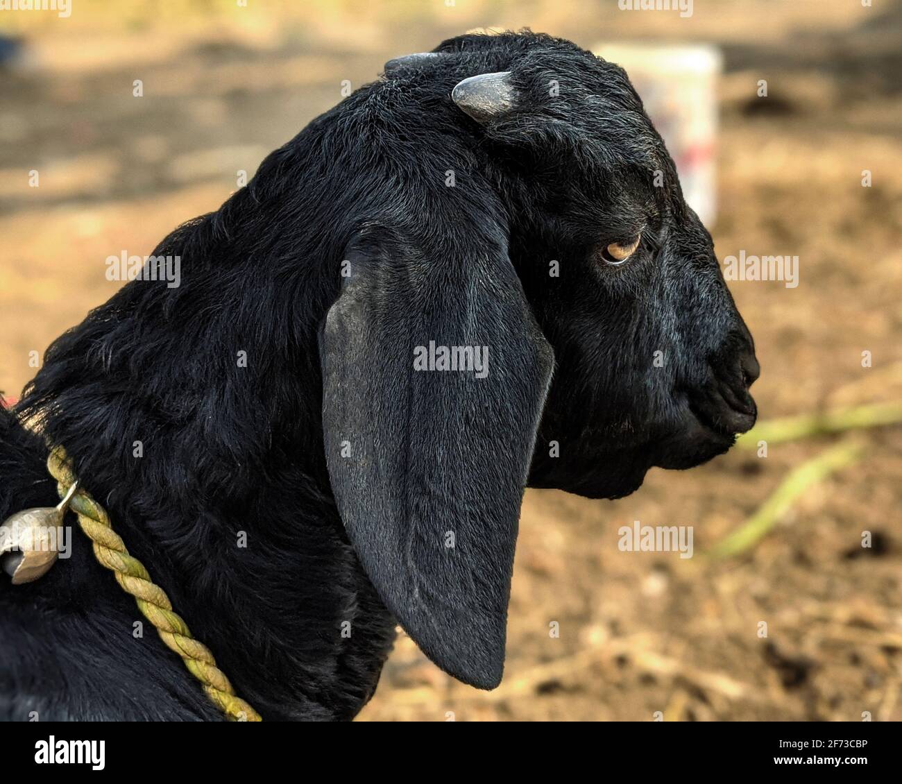 Indian domestic goat hi-res stock photography and images - Alamy