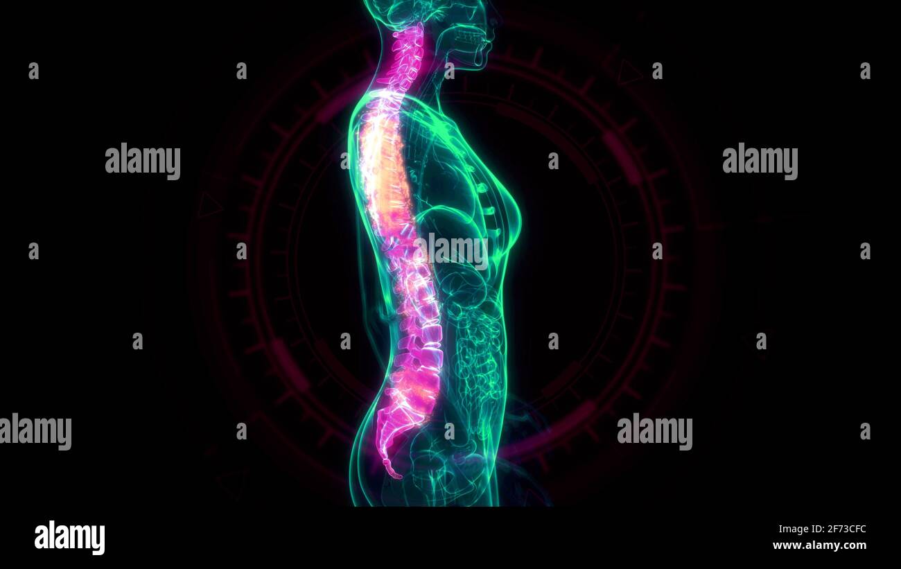 cg medical 3d illustration, human spine on xray organism Stock Photo ...