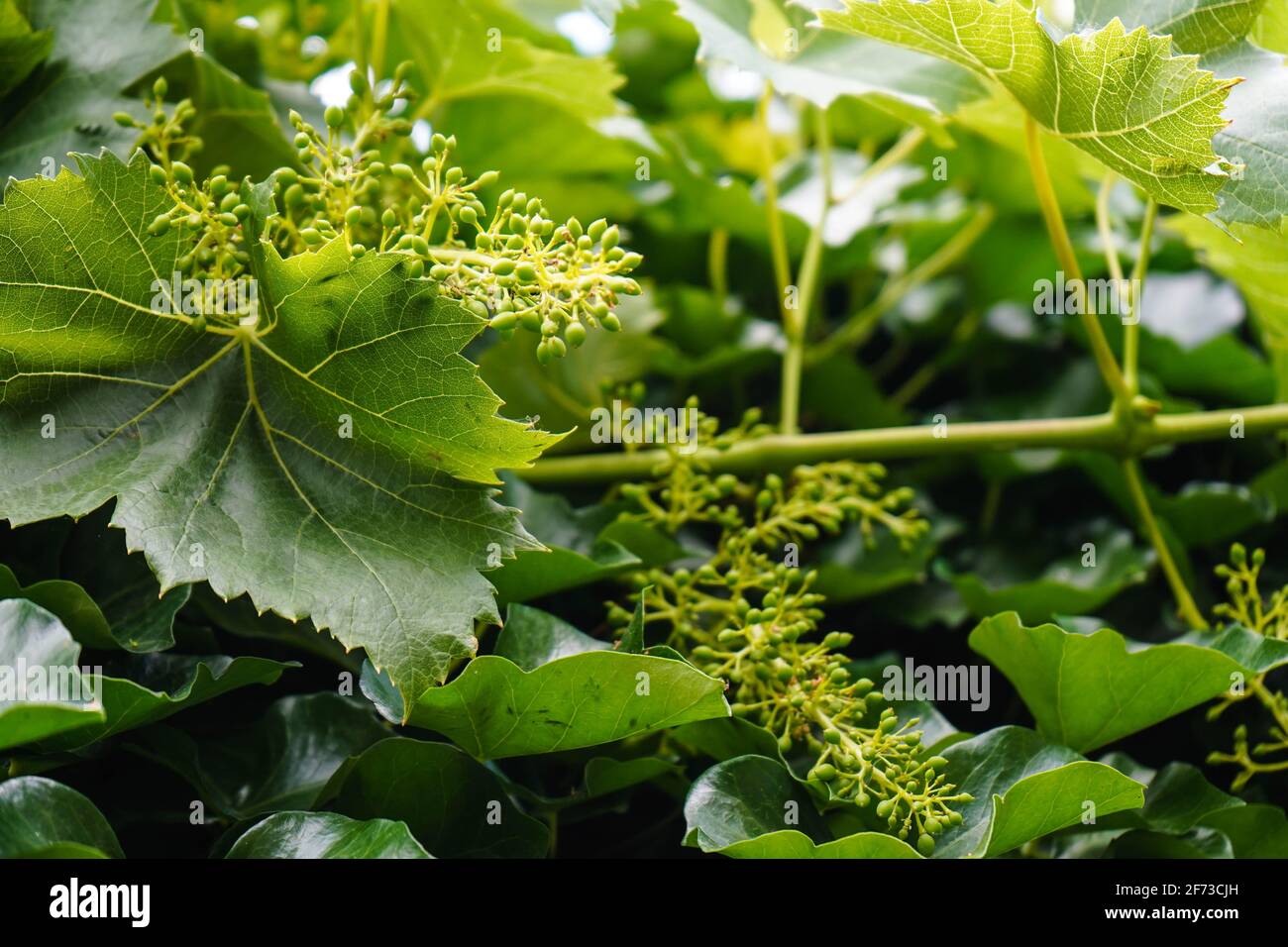 wine grapes and wine leaves Stock Photo - Alamy