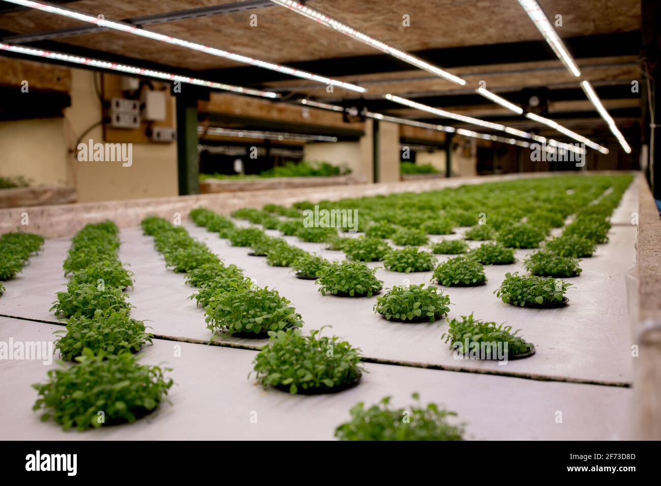 Germination on rockwool hydroponic hi-res stock photography and images ...