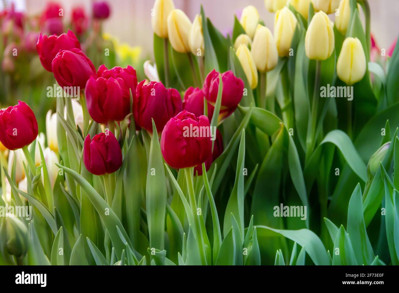 Tulip buds on a background of fresh green leaves. Can be used for ...