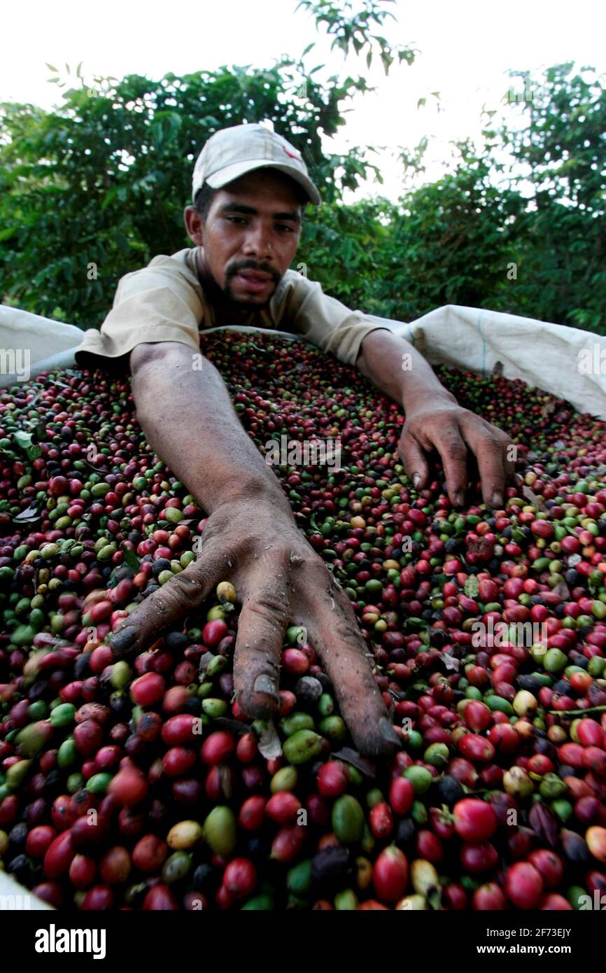 itabela, bahia / brazil - april 23, 2010: Coffee harvest in farm ...