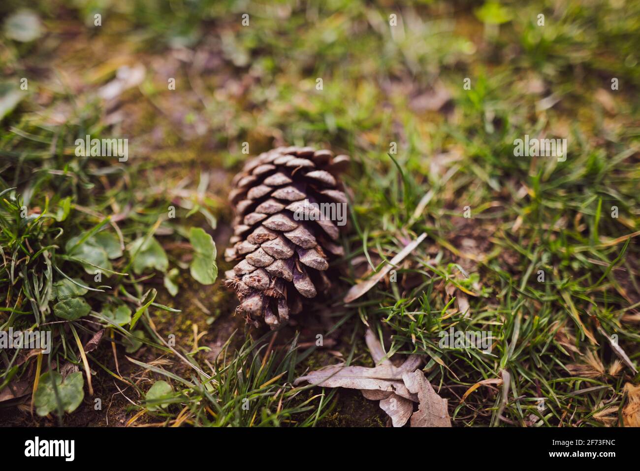 Shallow depth of field (selective focus) image with a pine cone on the ...