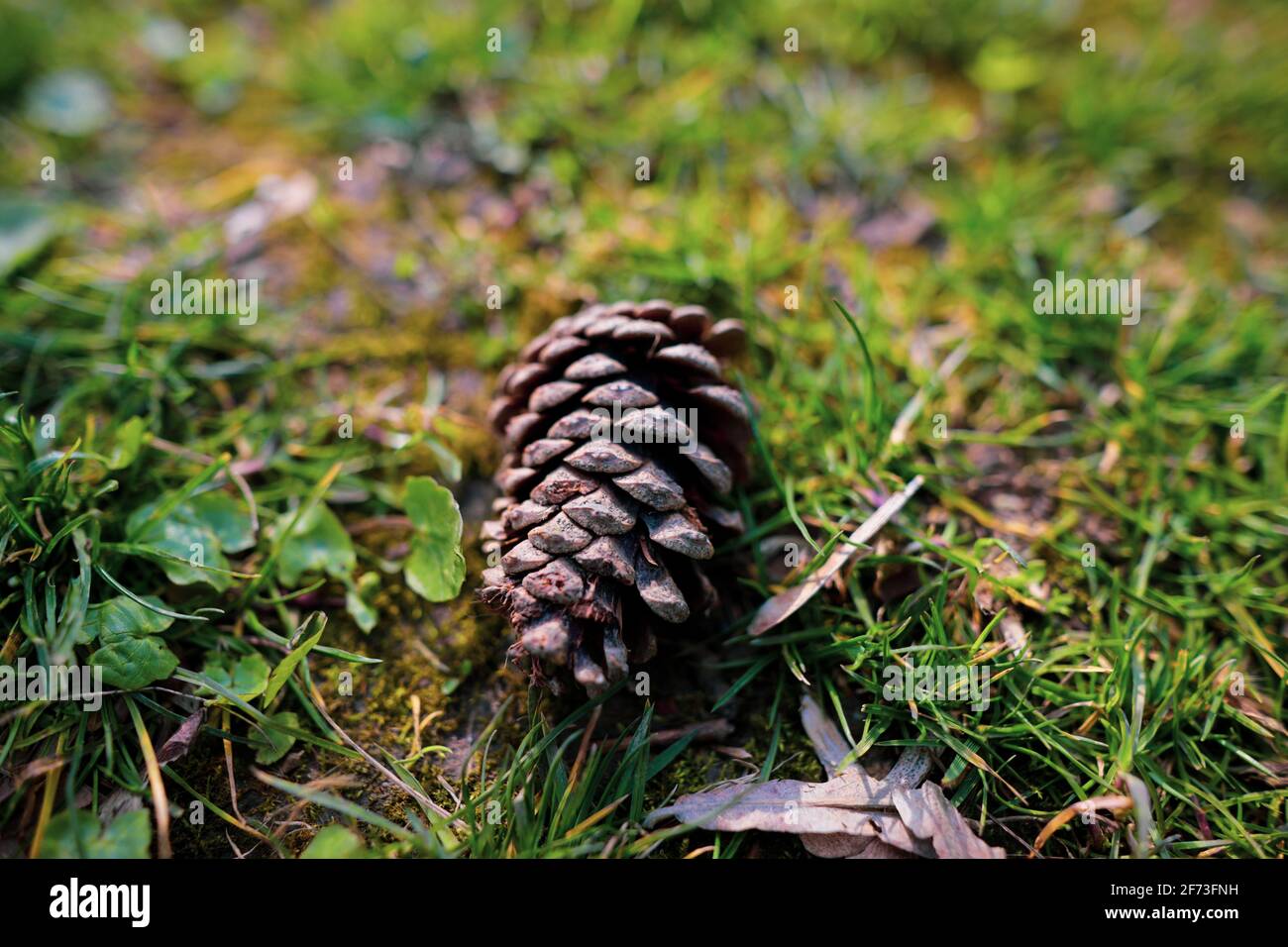Shallow depth of field (selective focus) image with a pine cone on the ...