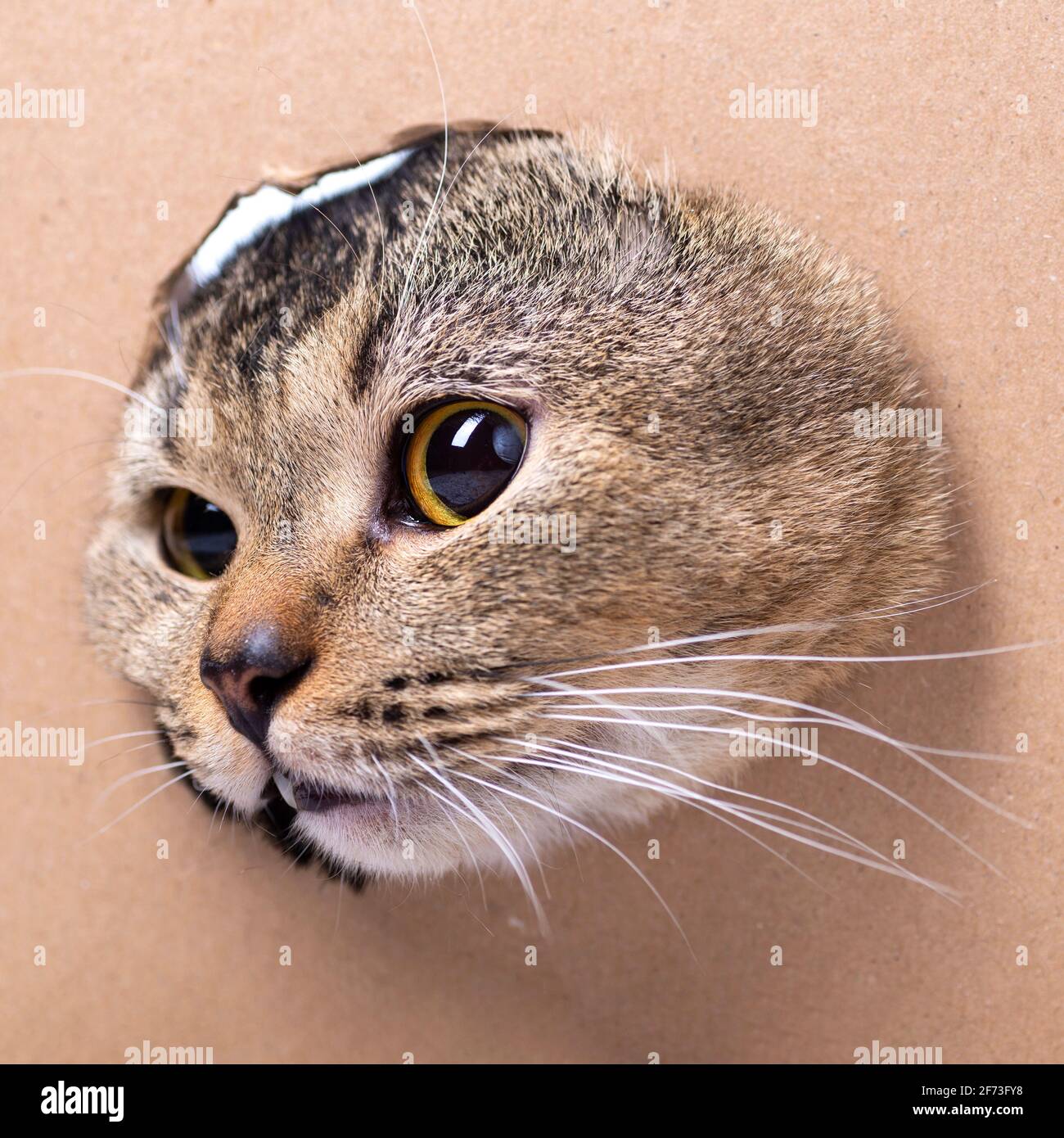 A beautiful Scottish Fold cat looks into a cut out cardboard box, close ...