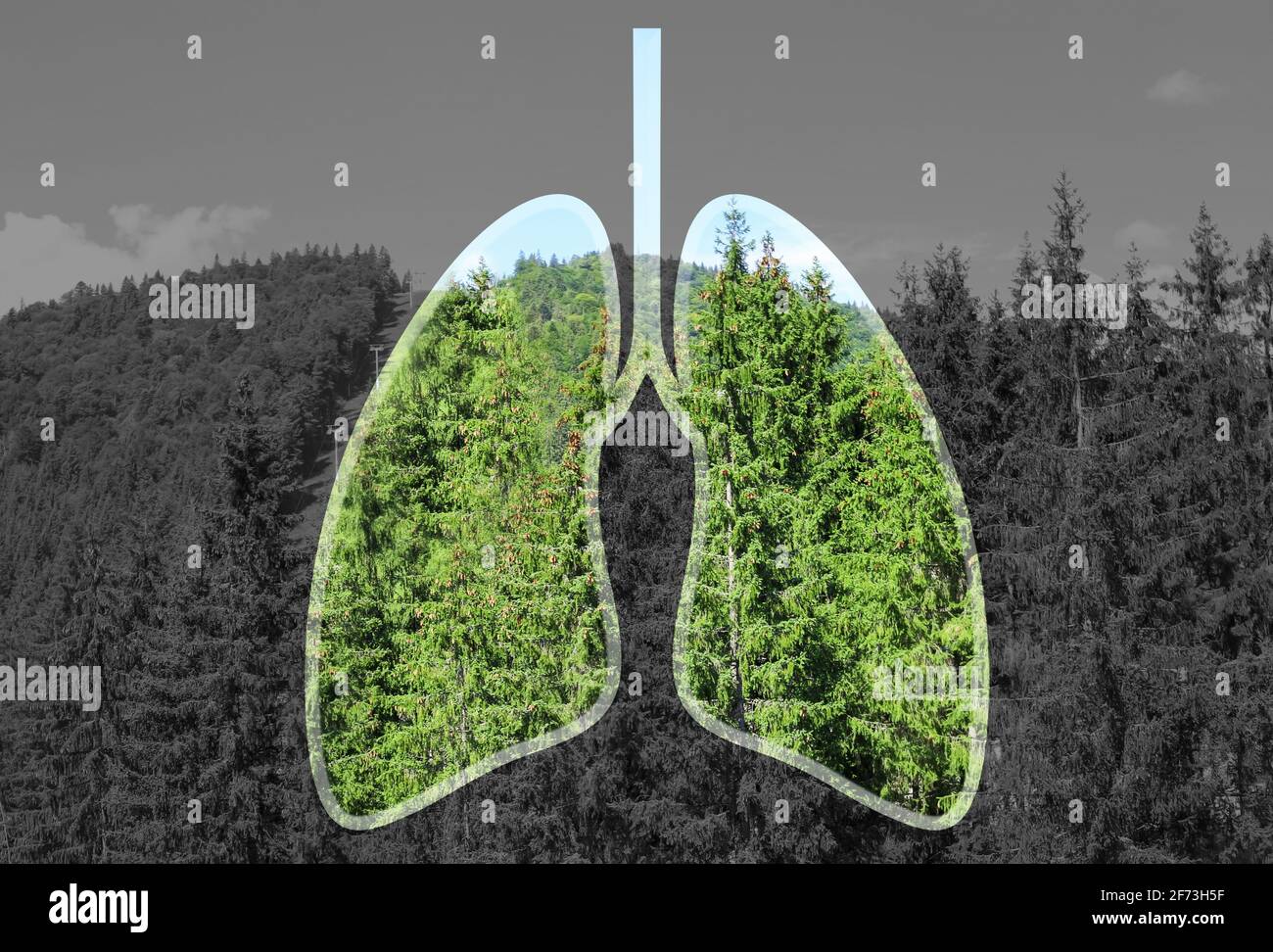 Double exposure of human lungs and green forest in mountains Stock ...