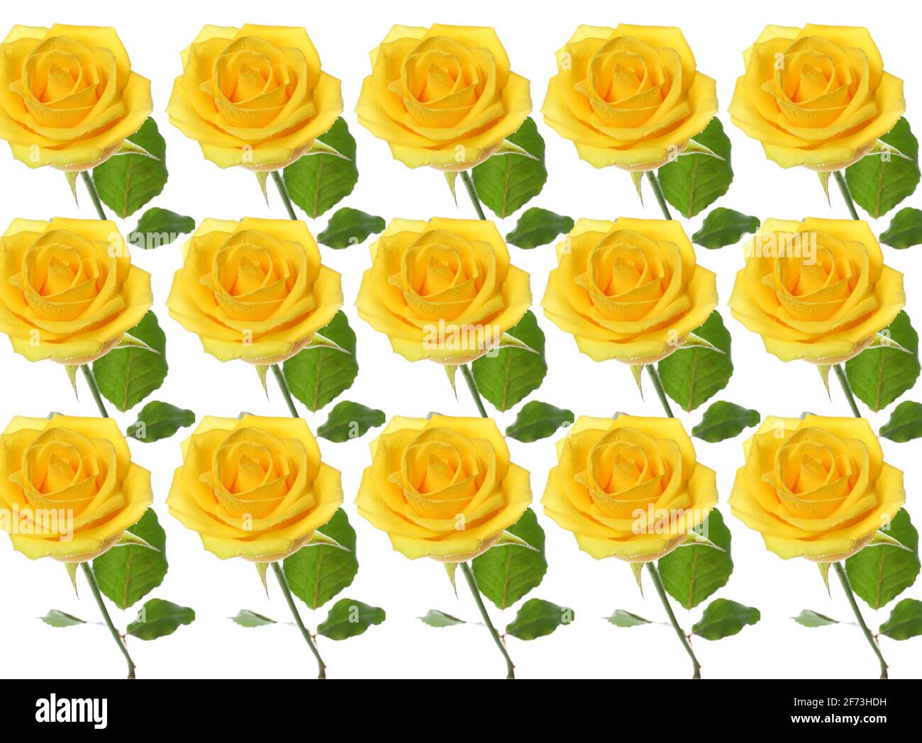 Beautiful yellow roses on white background Stock Photo - Alamy