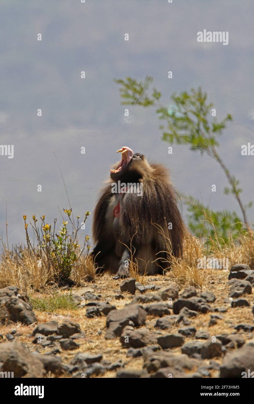 Gelada (Theropithecus gelada) adult male yawning with lip flip Debre ...