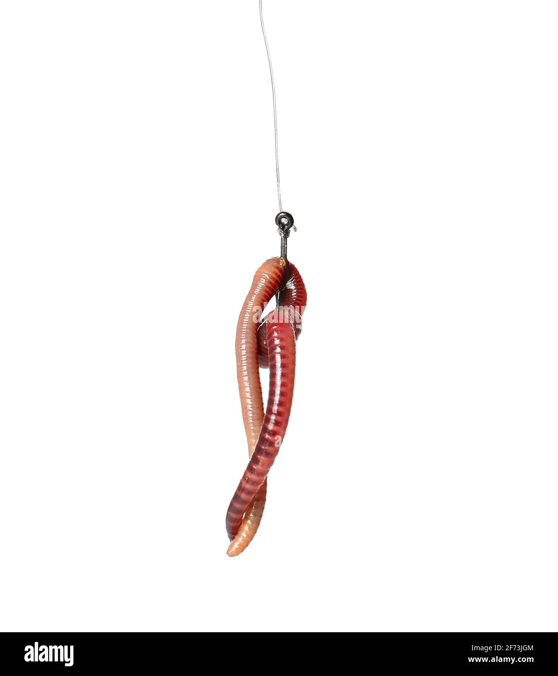Worm on hook hi-res stock photography and images - Alamy