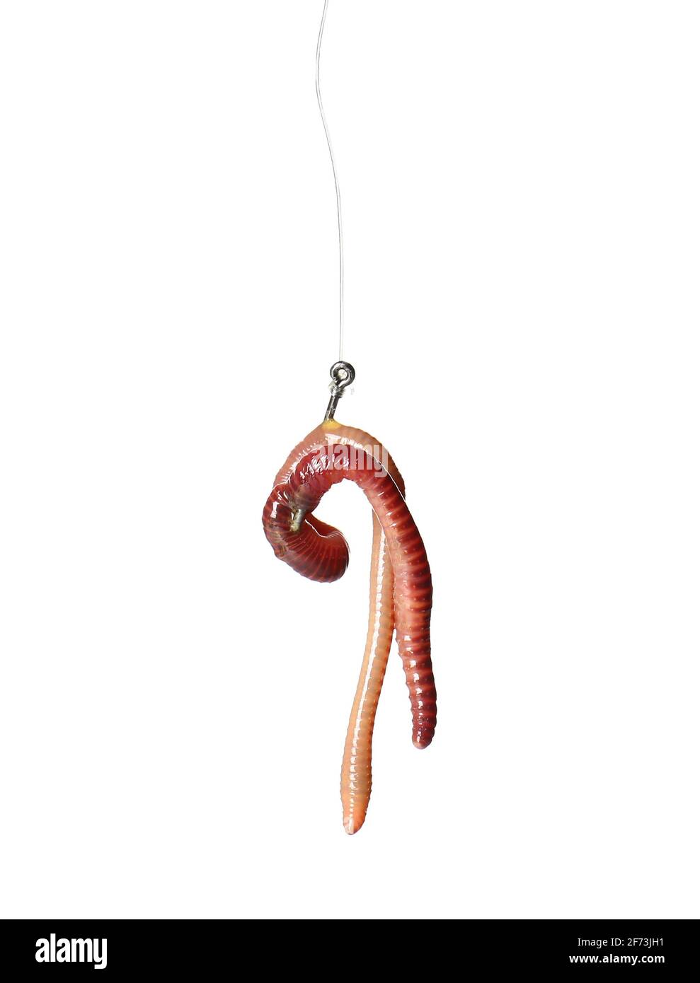 Worm hunting Cut Out Stock Images & Pictures - Alamy