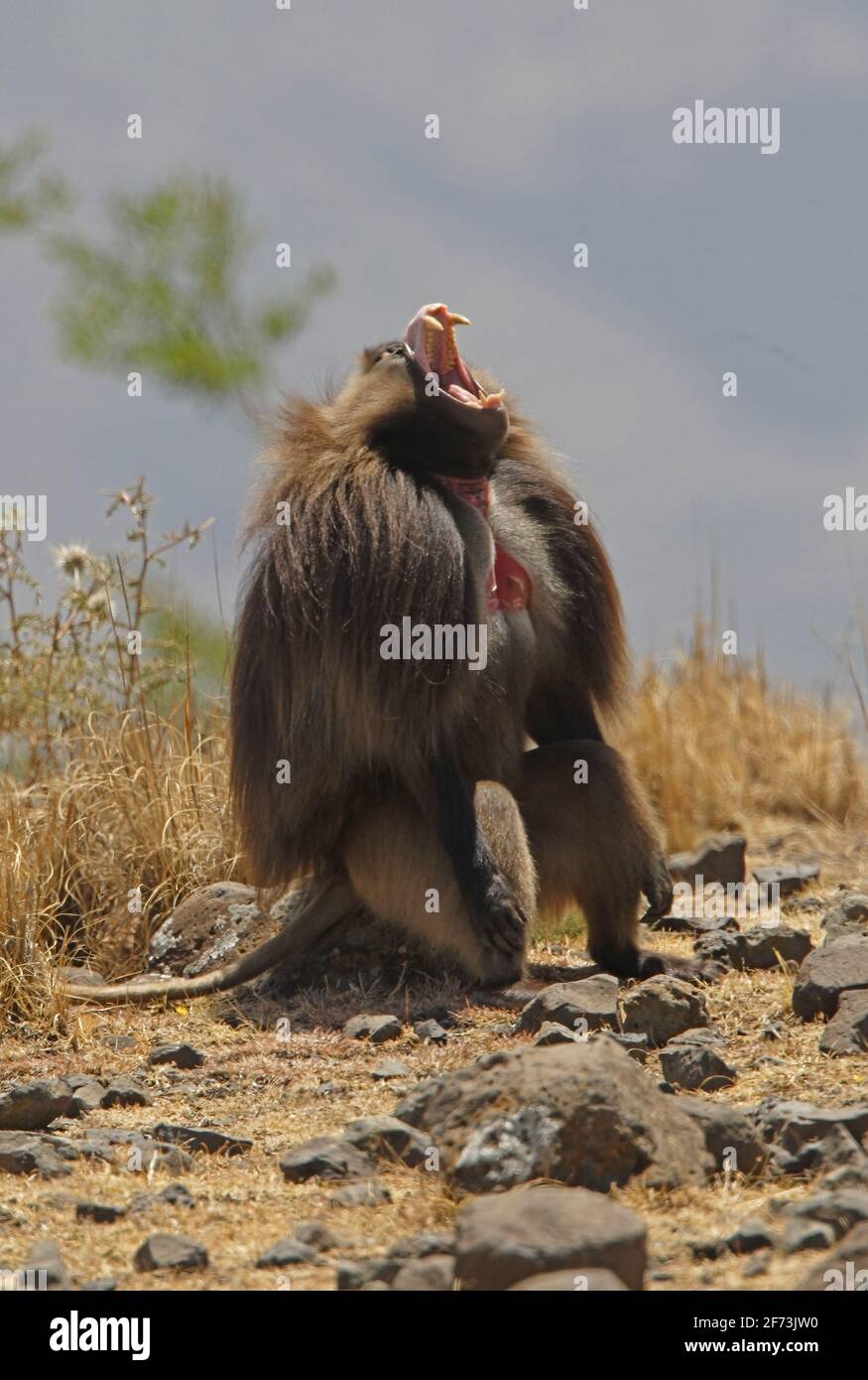 Gelada (Theropithecus gelada) adult male yawning with lip flip Debre ...