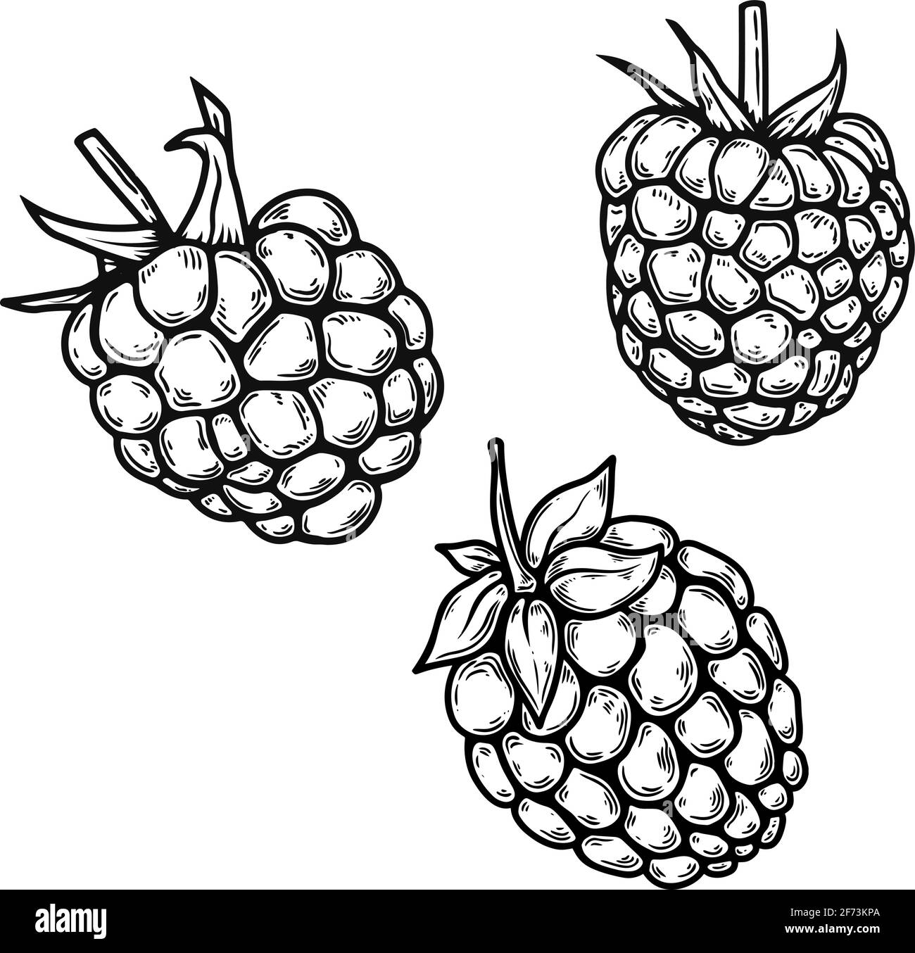 Raspberry illustrations Stock Vector Images - Alamy