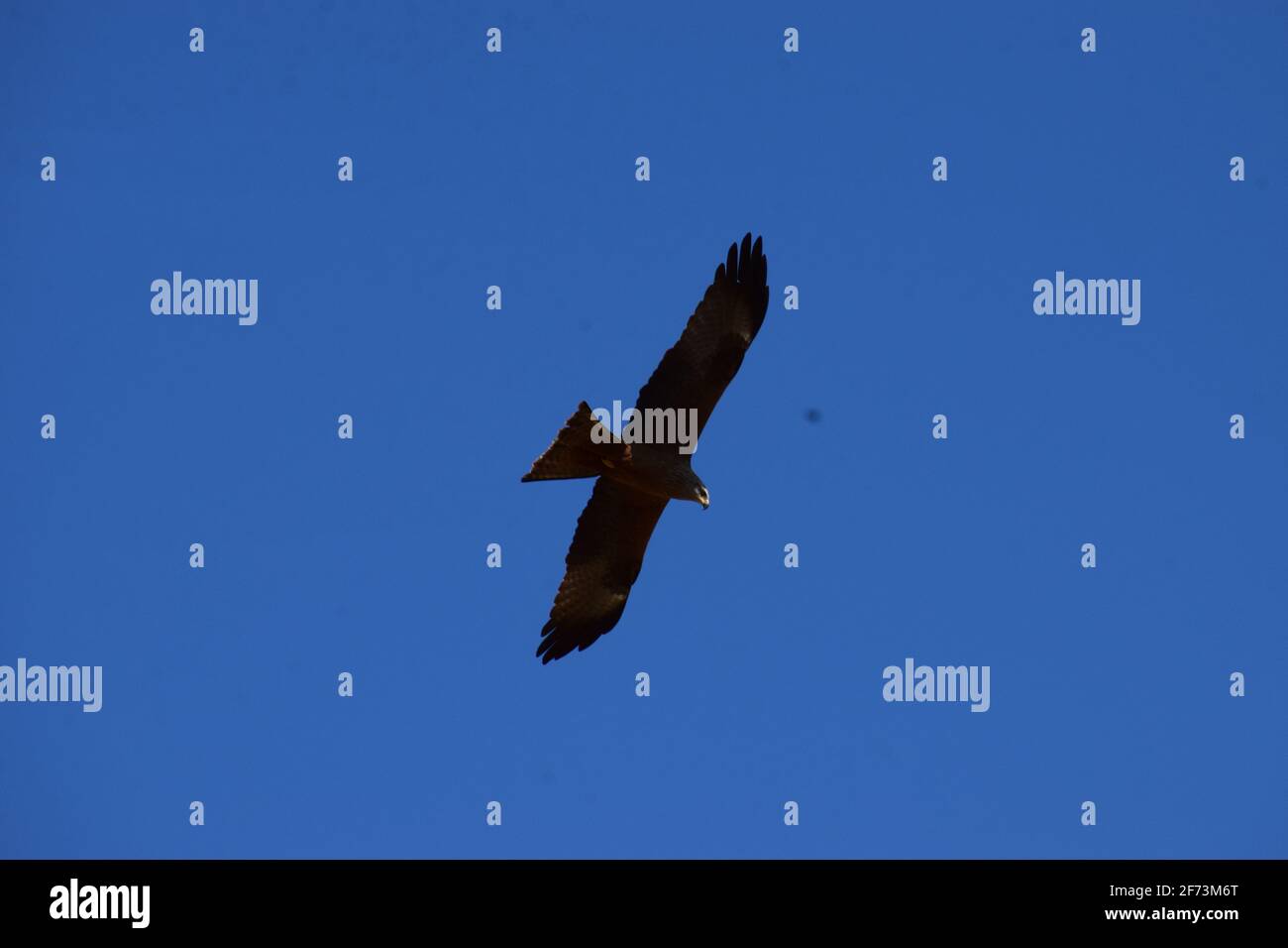 Redkite sky clouds hi-res stock photography and images - Alamy