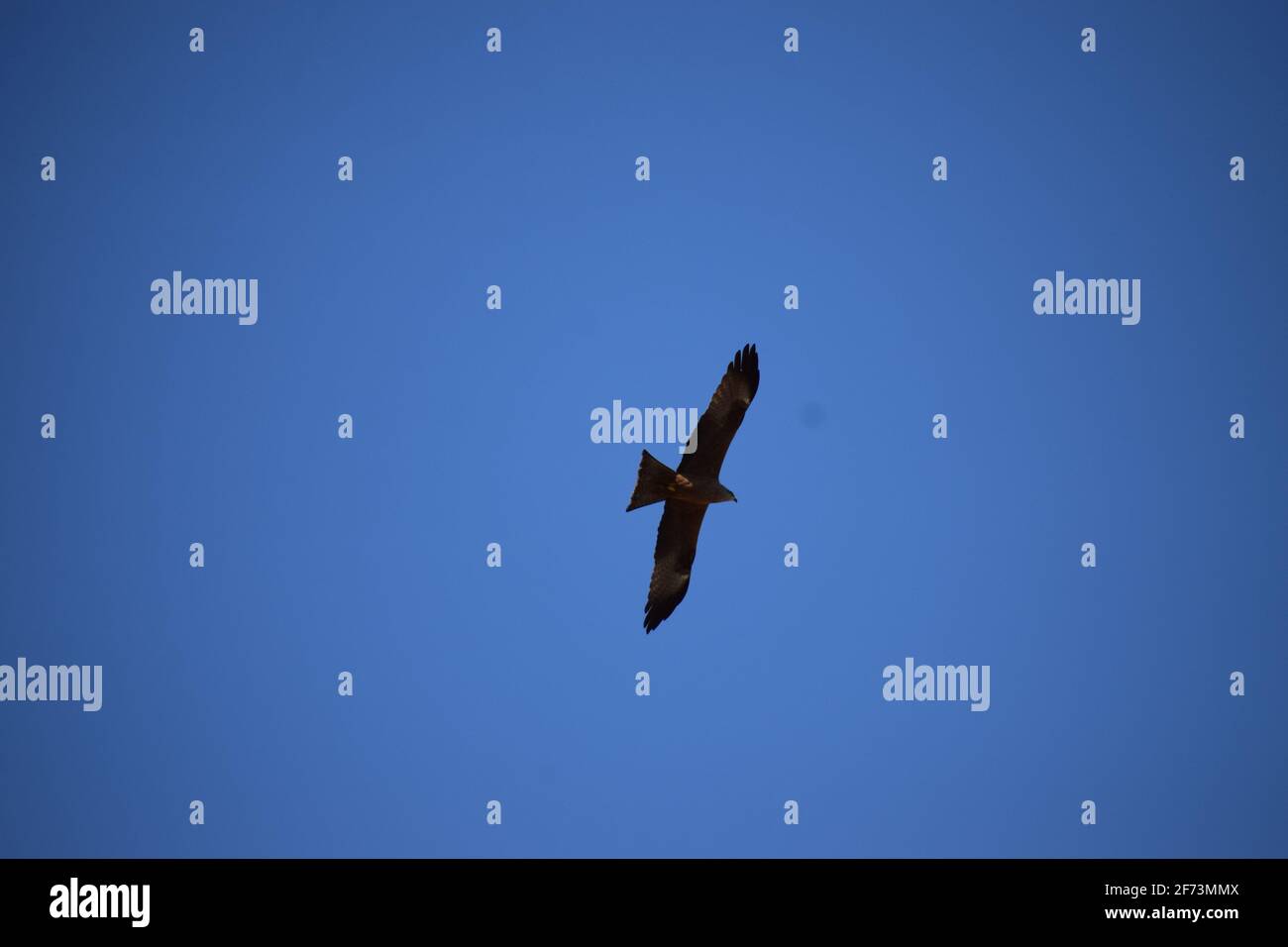 Red_kite hi-res stock photography and images - Alamy