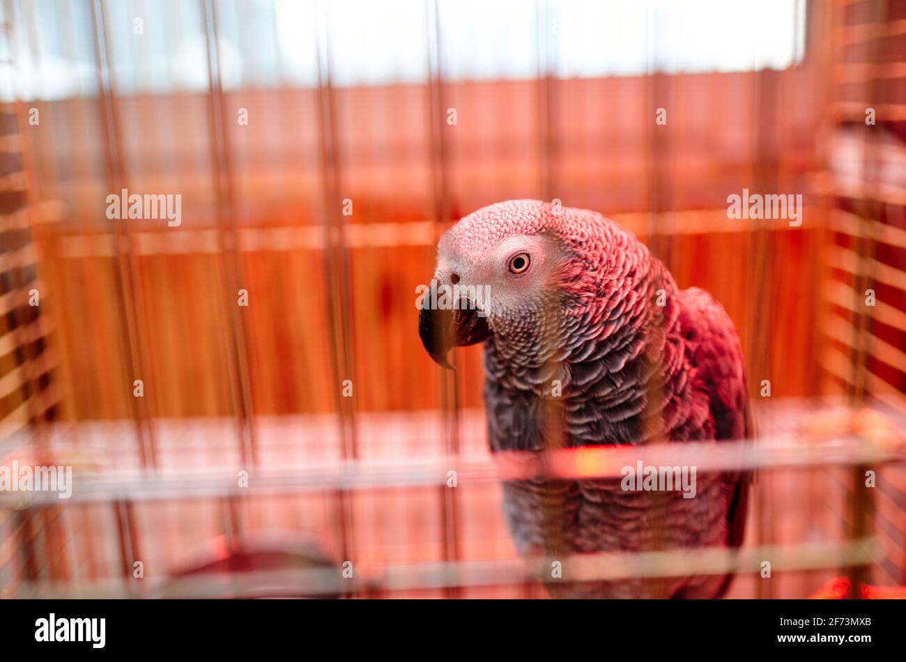 Closeup image of grey parrot from behind cell. Psittacus erithacus ...