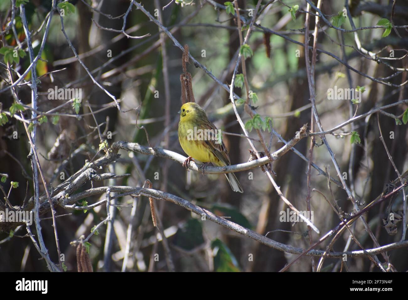Serin grass hi-res stock photography and images - Alamy