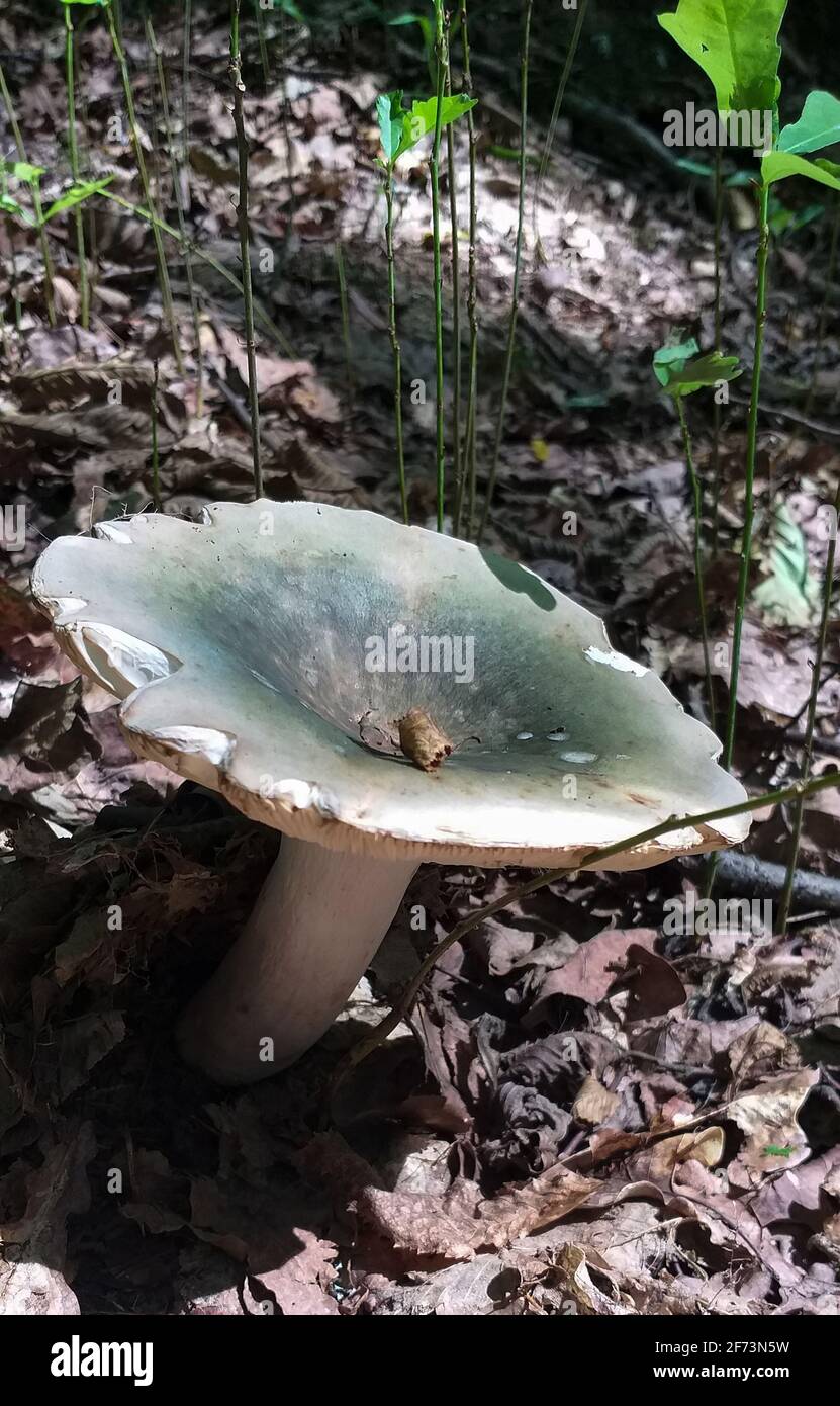 mushroom green russula, in the forest, shallow dof Stock Photo - Alamy