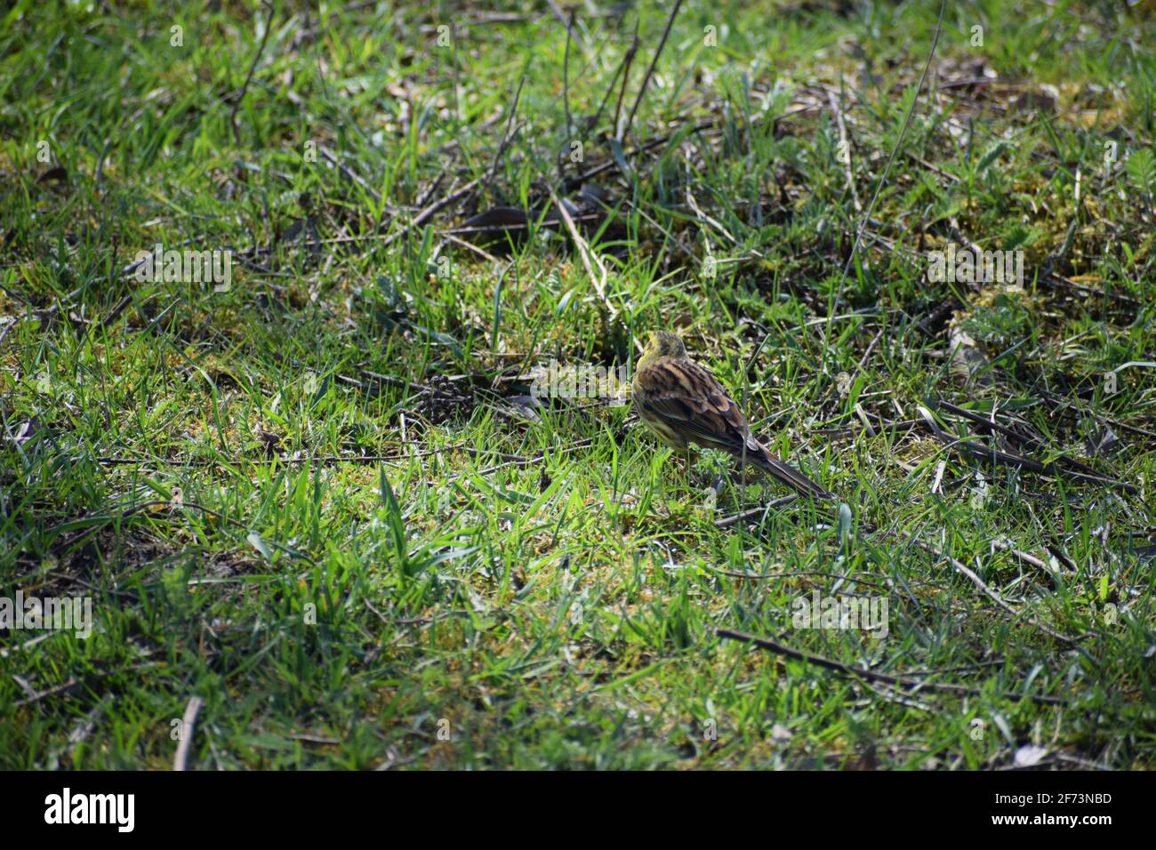 Serin grass hi-res stock photography and images - Alamy